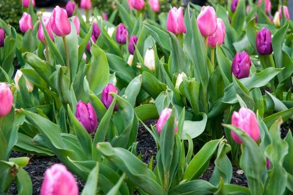 Best Spots to See Spring Flowers in Philadelphia | Through Julia's Lens