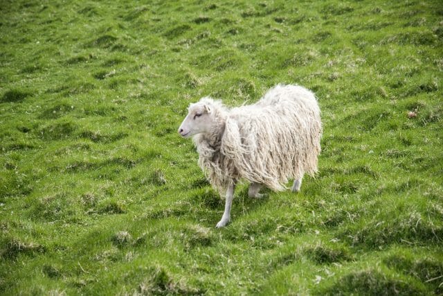 50 Photos of the Fluffiest Sheep in the Faroe Islands to Get You to Visit!