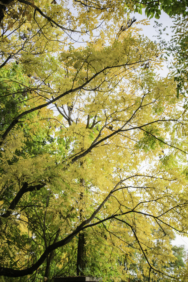 Tour of Beautiful Olbrich Botanical Gardens in Madison, Wisconsin