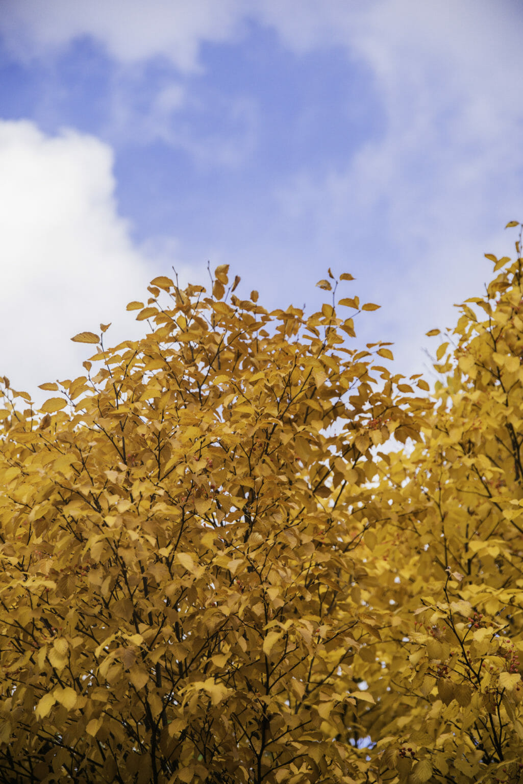 Tour of Beautiful Olbrich Botanical Gardens in Madison, Wisconsin