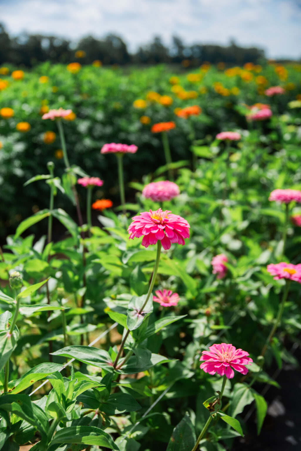 7 Farms to Visit in and Around Philadelphia