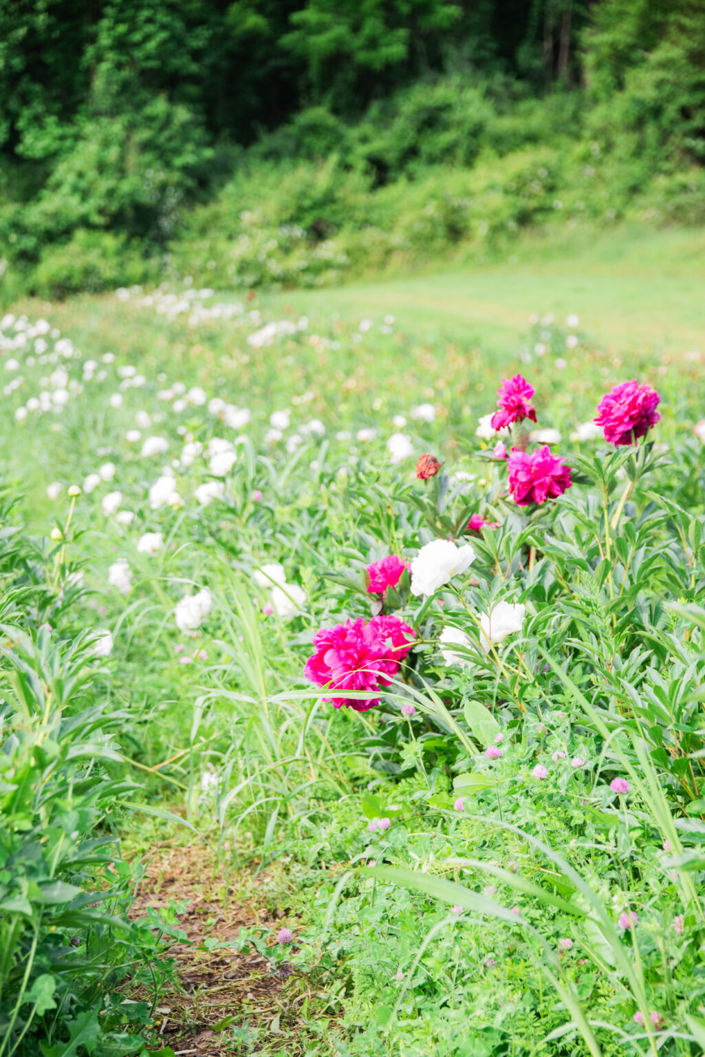 7 Farms to Visit in and Around Philadelphia